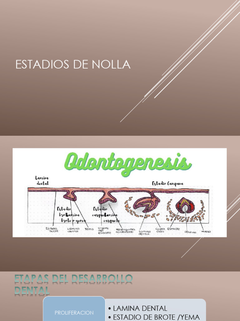 Estadios de Nolla en Odontología | PDF