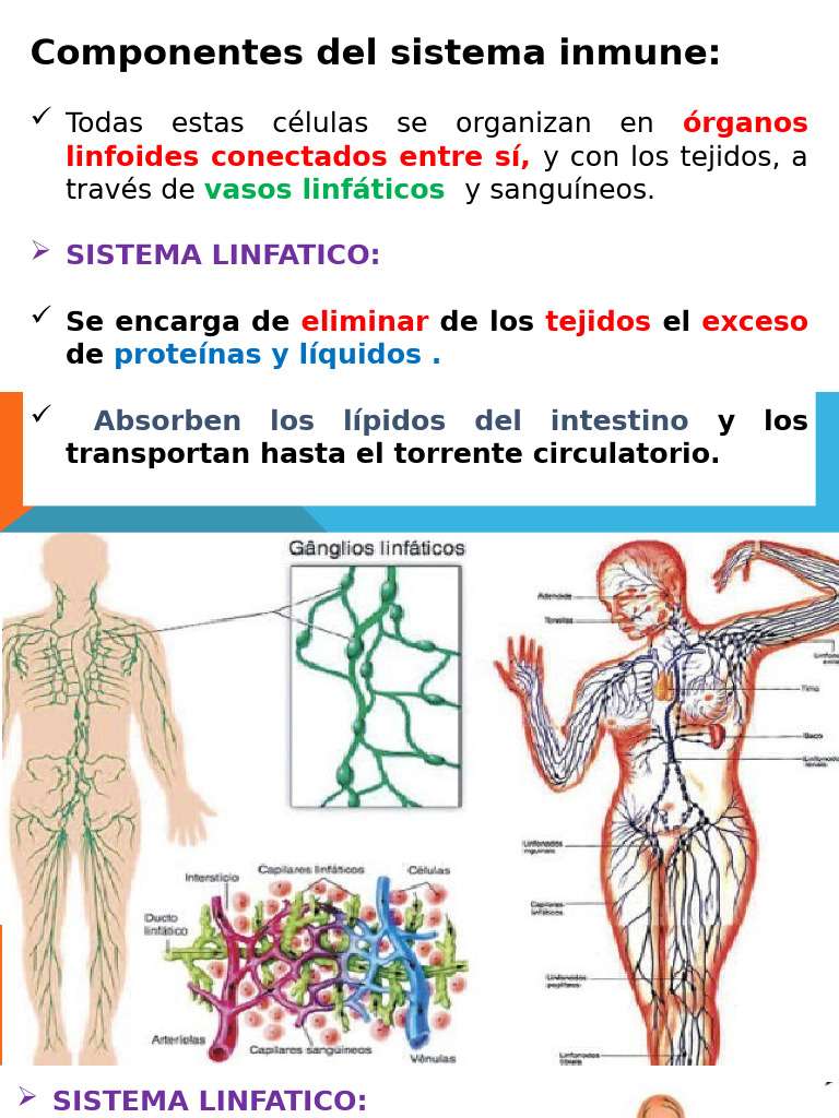 SISTEMA LINFATICO E INMUNITARIO | PDF | Linfocitos | Sistema linfático