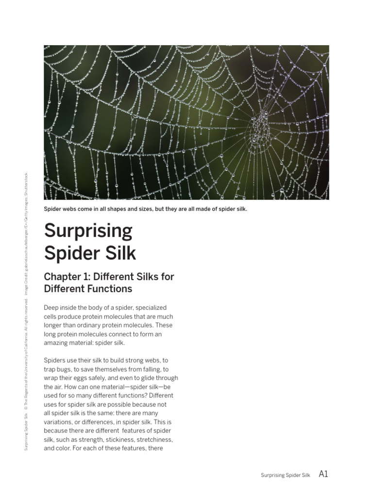 Printable Article Surprising Spider Silk | PDF | Spider | Spider Web