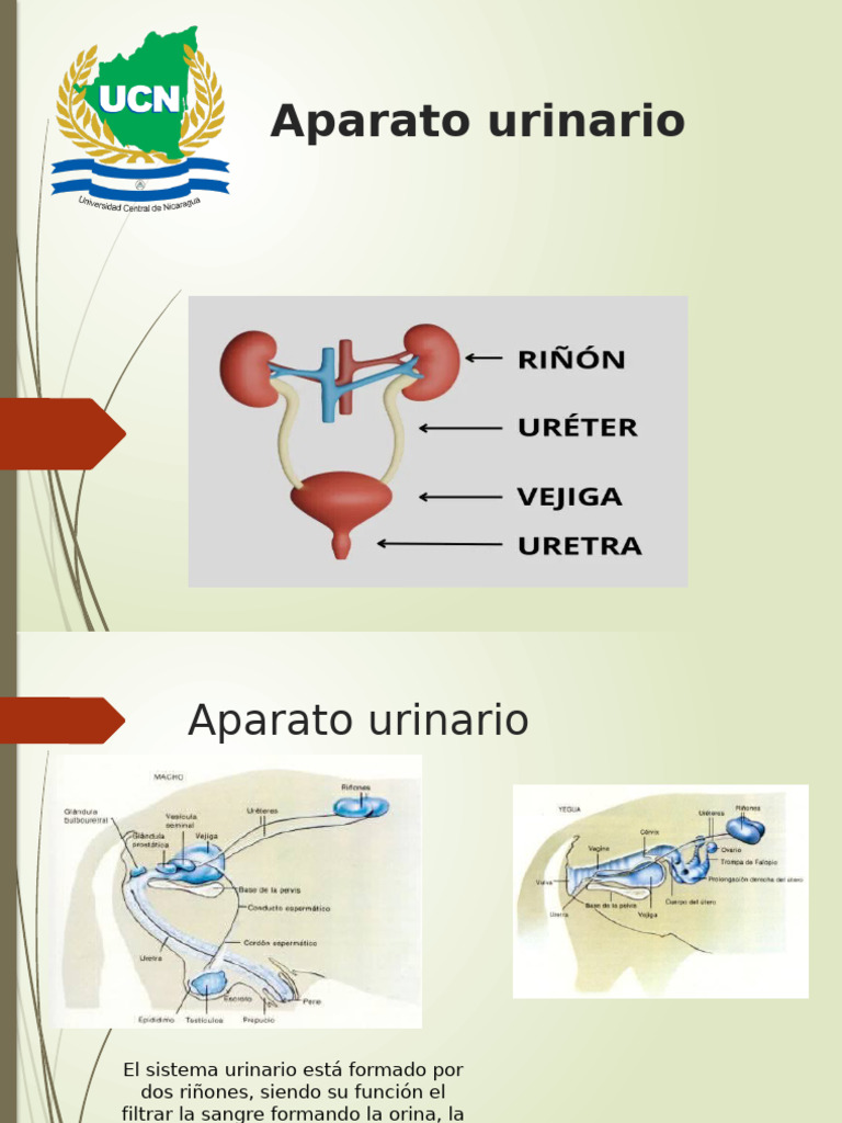 Anatomía y Función del Sistema Urinario | PDF | Riñón | Sistema urinario
