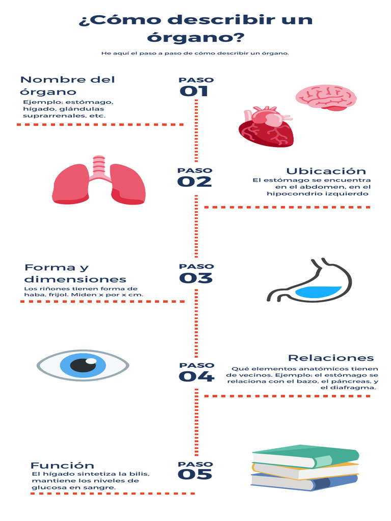 Describir Órganos 2.0 | PDF | Tiroides | Laringe