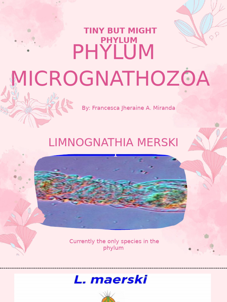 Phylum Micrognathozoa | PDF