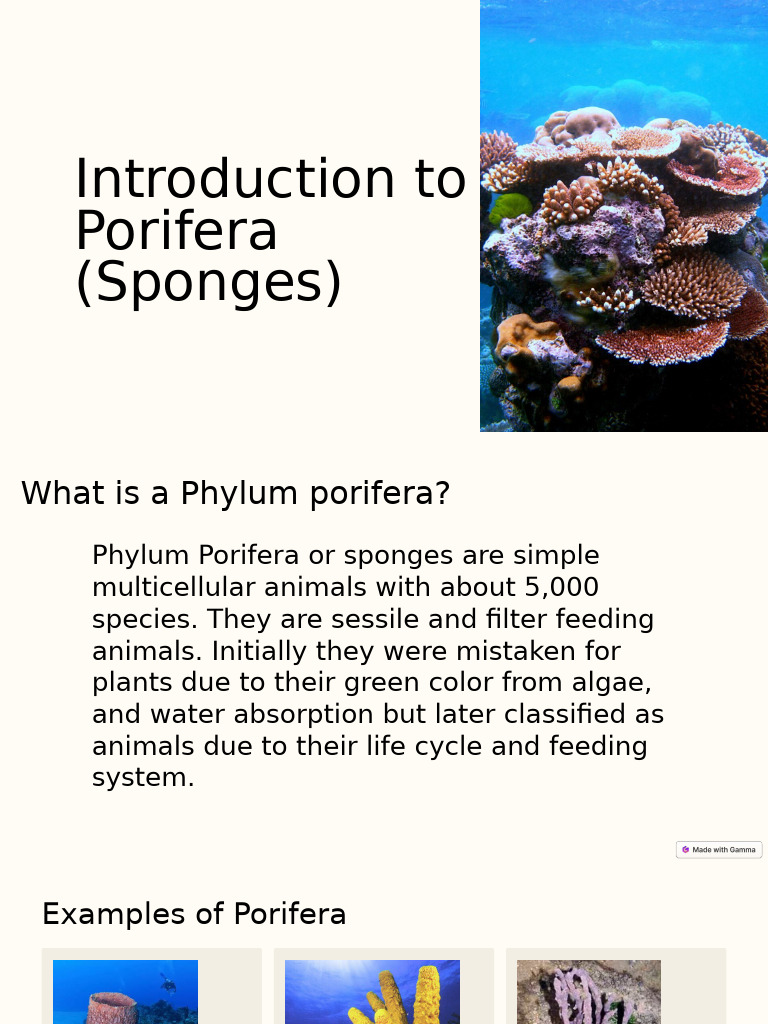 Overview of Phylum Porifera (Sponges) | PDF | Sponge | Organisms