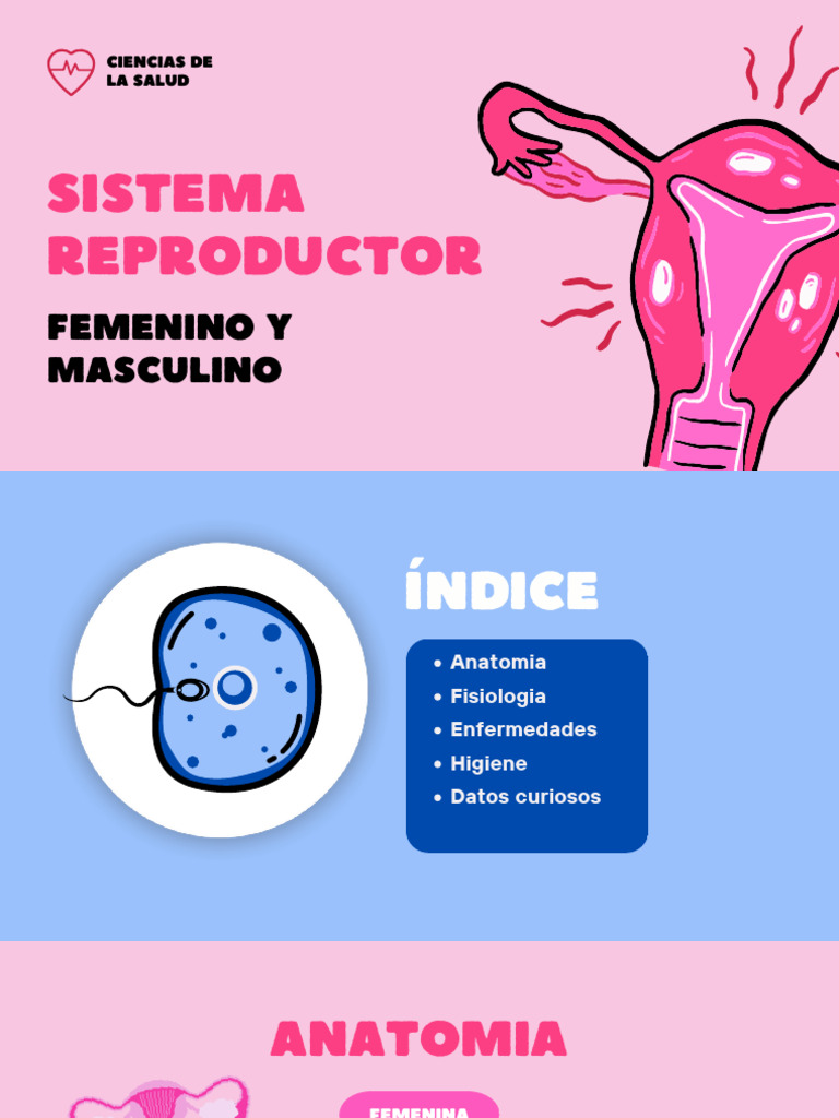 Sistema Reproductor - 20241029 - 155536 - 0000 | PDF | Labios | Vagina