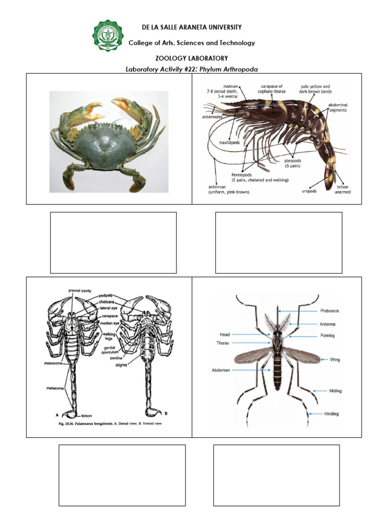 Exercise 22 Arthropoda | PDF | Arthropods | Organisms