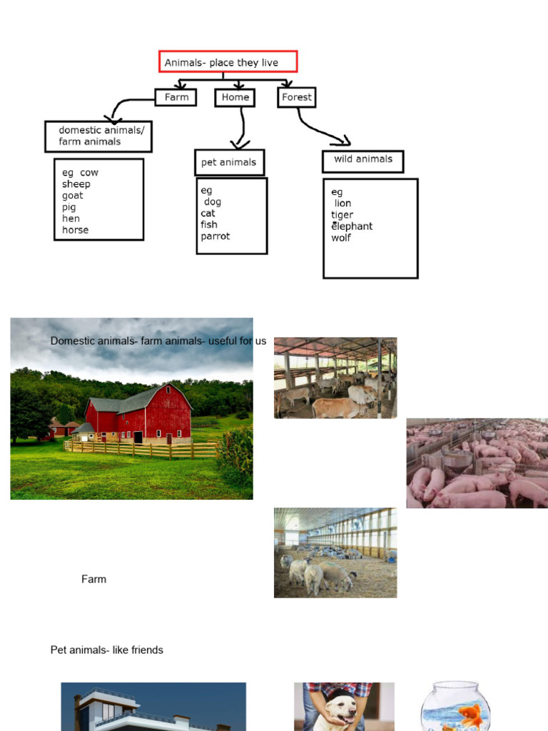 Understanding Farm and Pet Animals | PDF