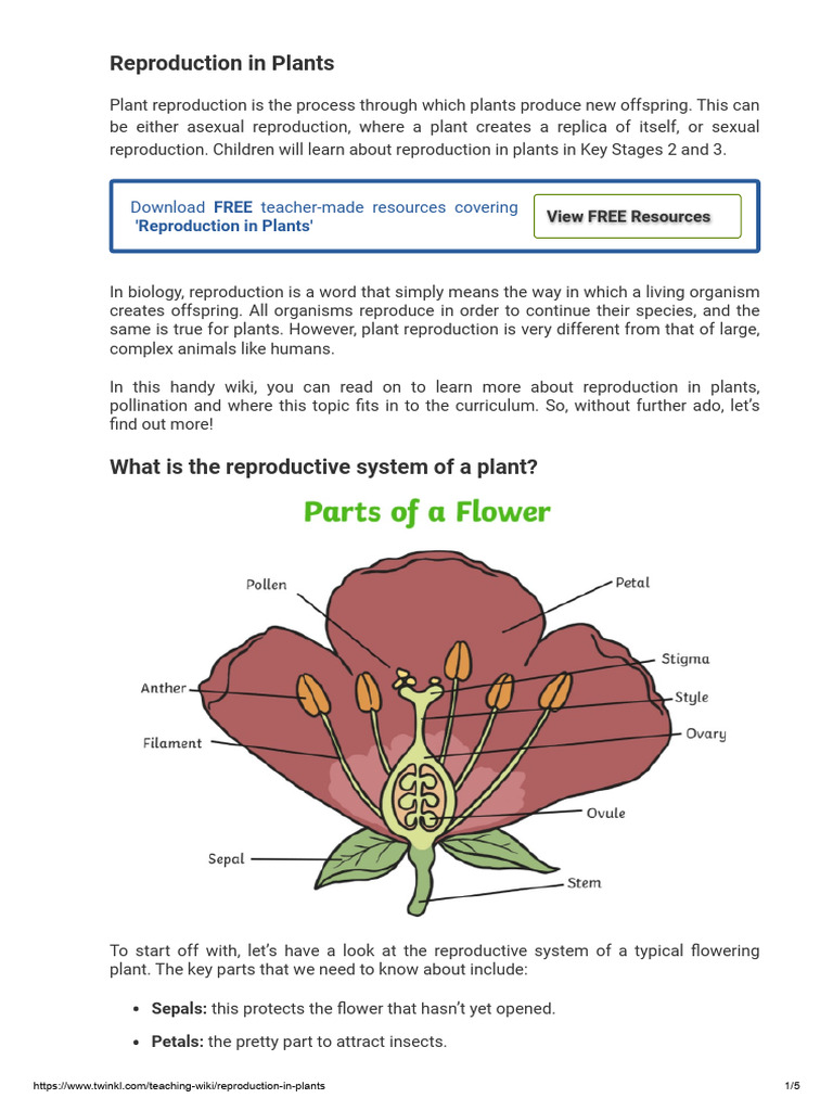 Plant Reproduction - Explanation and Teaching Ideas - Twinkl | PDF ...