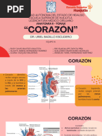 Función y Estructura de Valvas Semilunares | PDF | Circulación ...