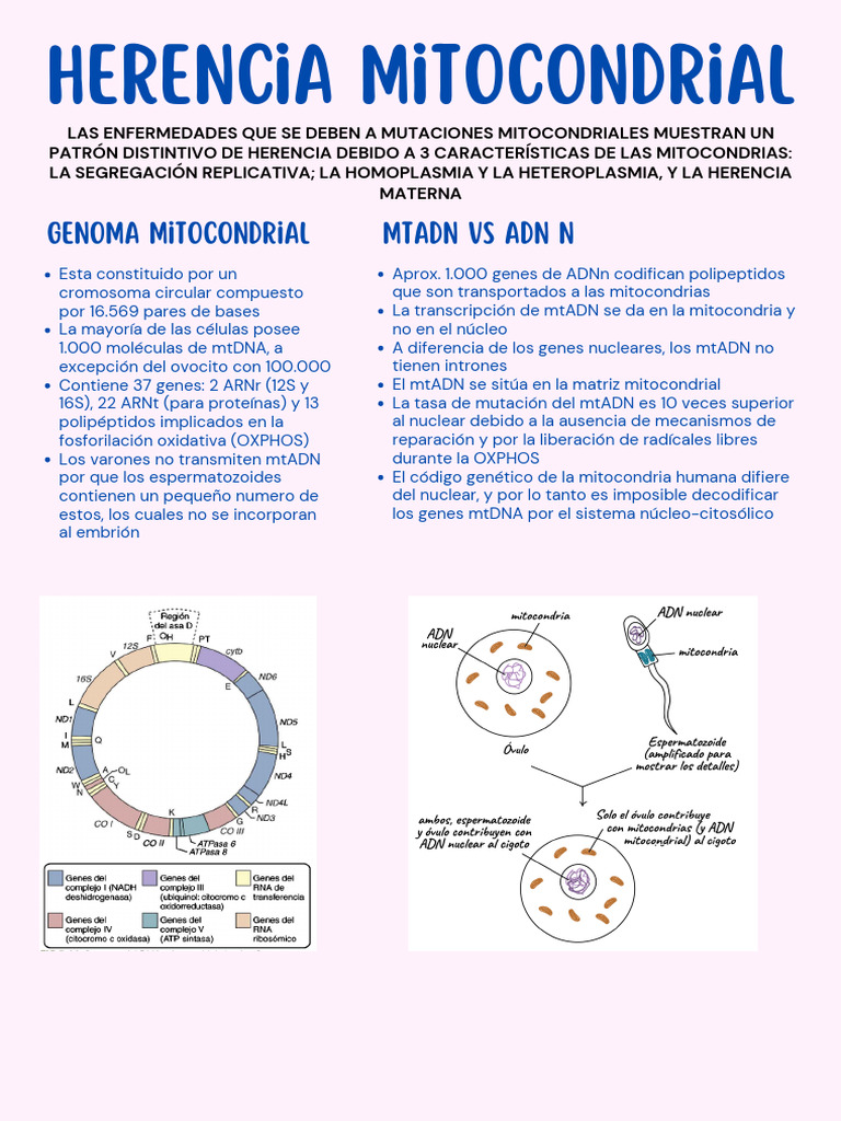 Herencia Mitocondrial | PDF