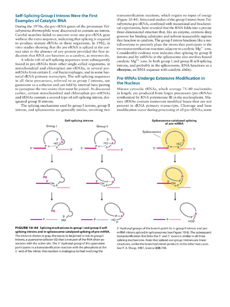 Self Splicing Intron, tRNA Processing | PDF