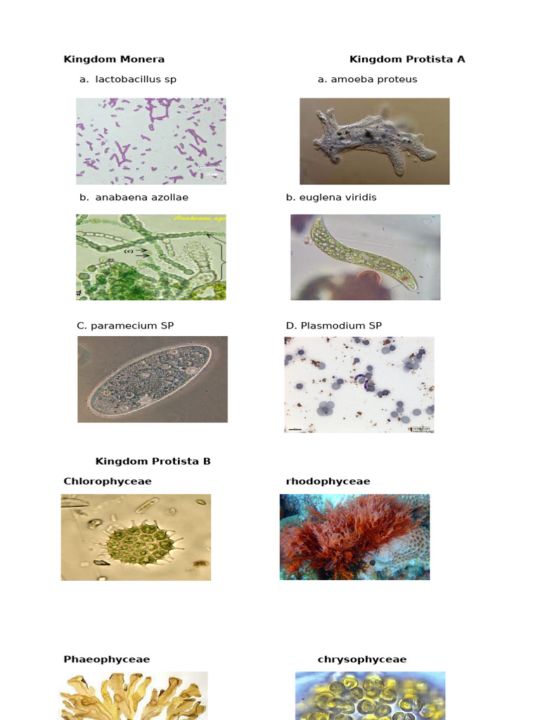 Kingdom Monera | PDF