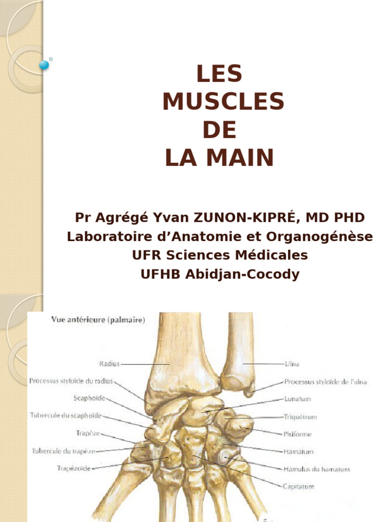 Anatomie des muscles de la main | PDF | Main | Tissu mou
