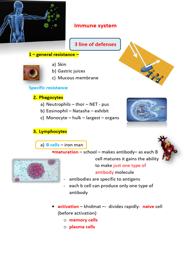 Immune System | PDF