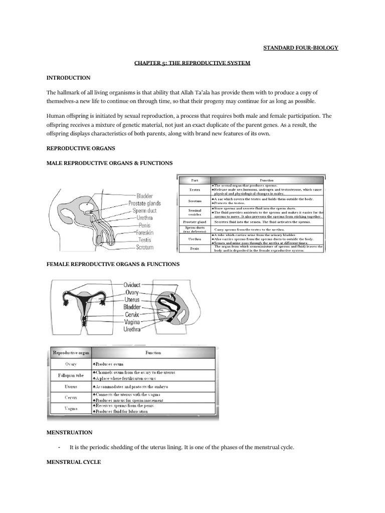 CHP 5.0, Reproductive System | PDF | Menstrual Cycle | Ovary