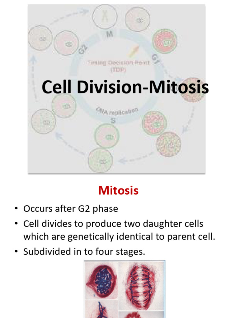 Mitosis | PDF