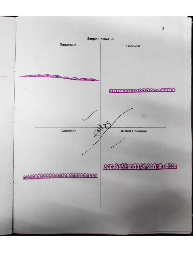 TapScanner Document Output | PDF