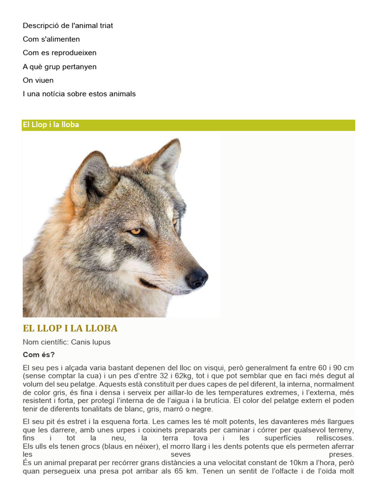 El Llop I La Lloba | PDF