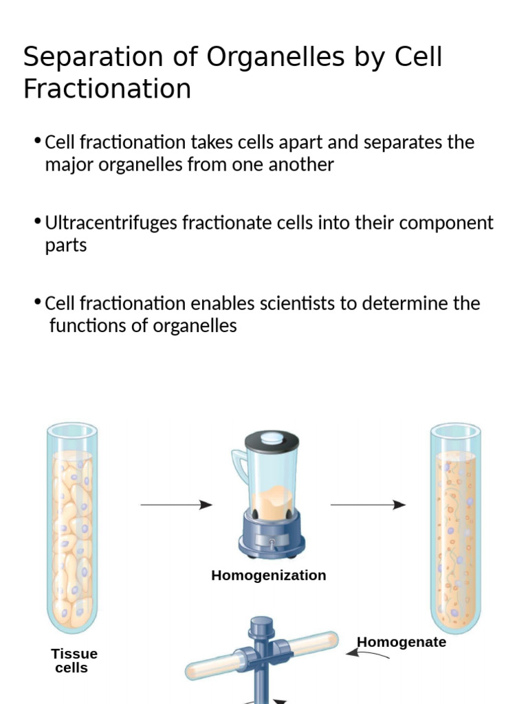 Cellular Organells Isolation by Cell Fractionation | PDF ...