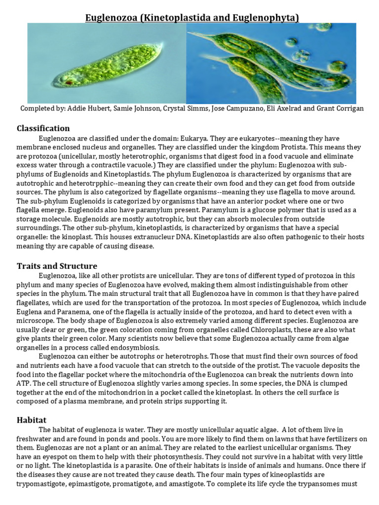 Euglenozoa | PDF