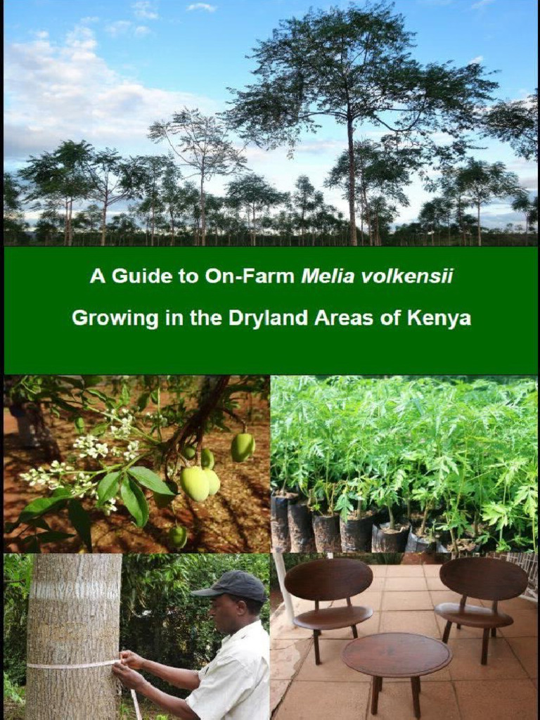 A Guide To On-Farm Melia Volkensii Growing in The Dryalnd Areas of ...