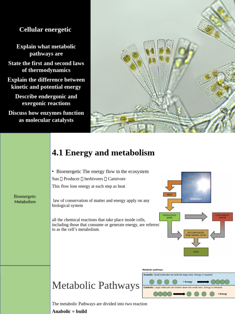 Cellular energetic (1) | PDF | Adenosine Triphosphate | Cellular ...