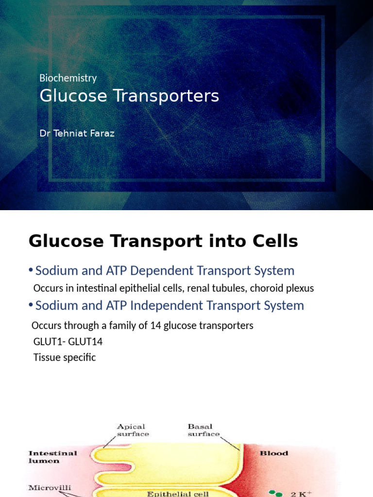 Glucose Transporters | PDF