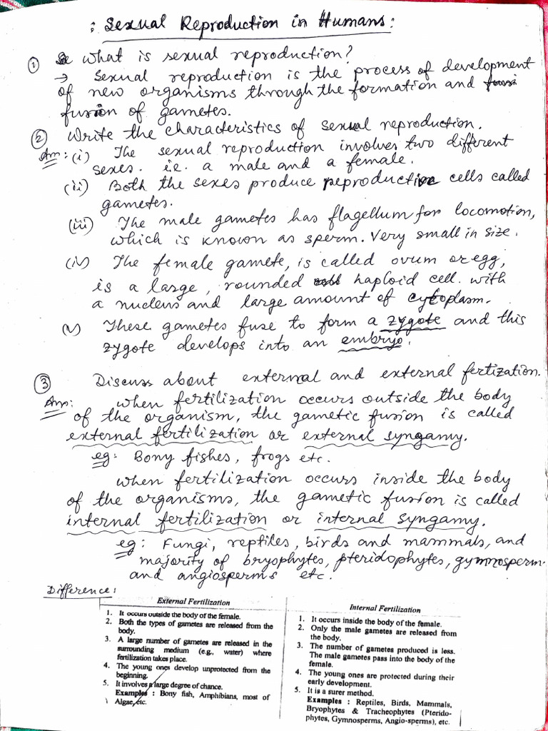 Human Reproduction. English Note.f2 | PDF | Animal Anatomy | Endocrine ...