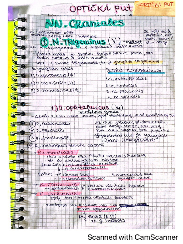 Nn. Craniales, Plexus Cervicalis, Truncus Sympathicus, Nn. Cervicales | PDF