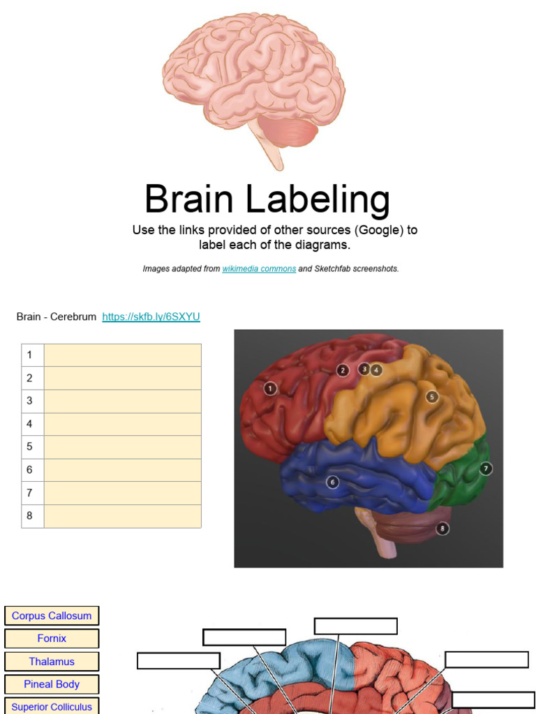 Brain Labeling (remote) | PDF