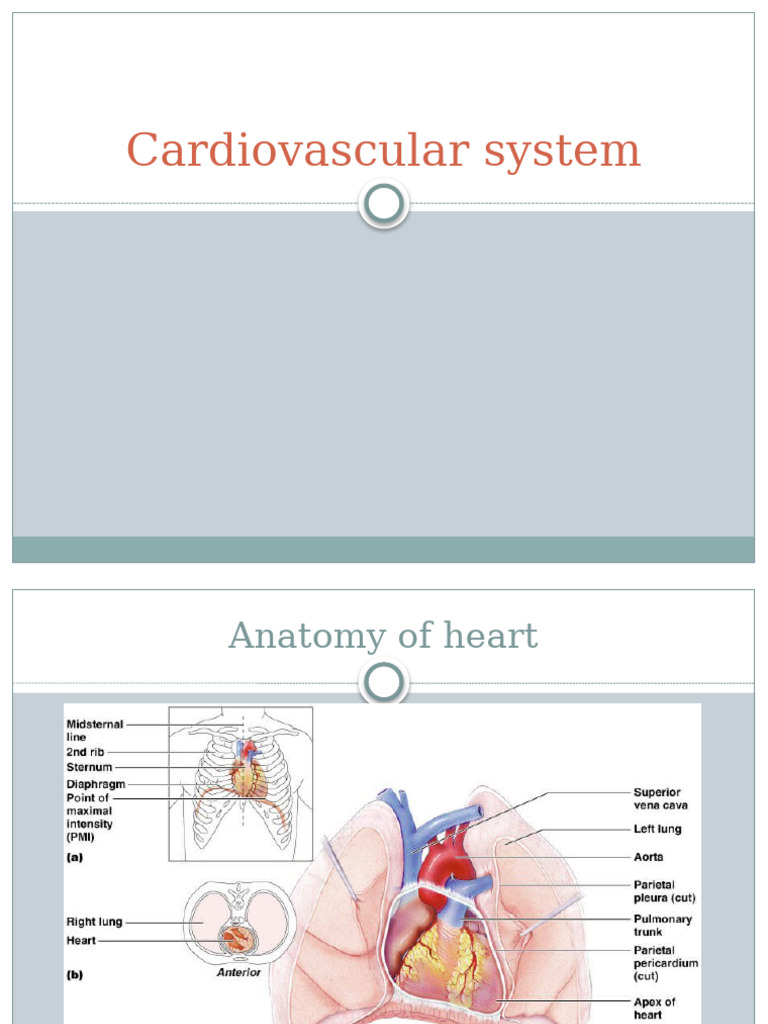 Cardiovascular System | PDF | Heart | Heart Valve