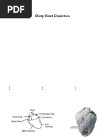 Pig Heart Dissection Manual STEM | PDF | Heart Valve | Atrium (Heart)