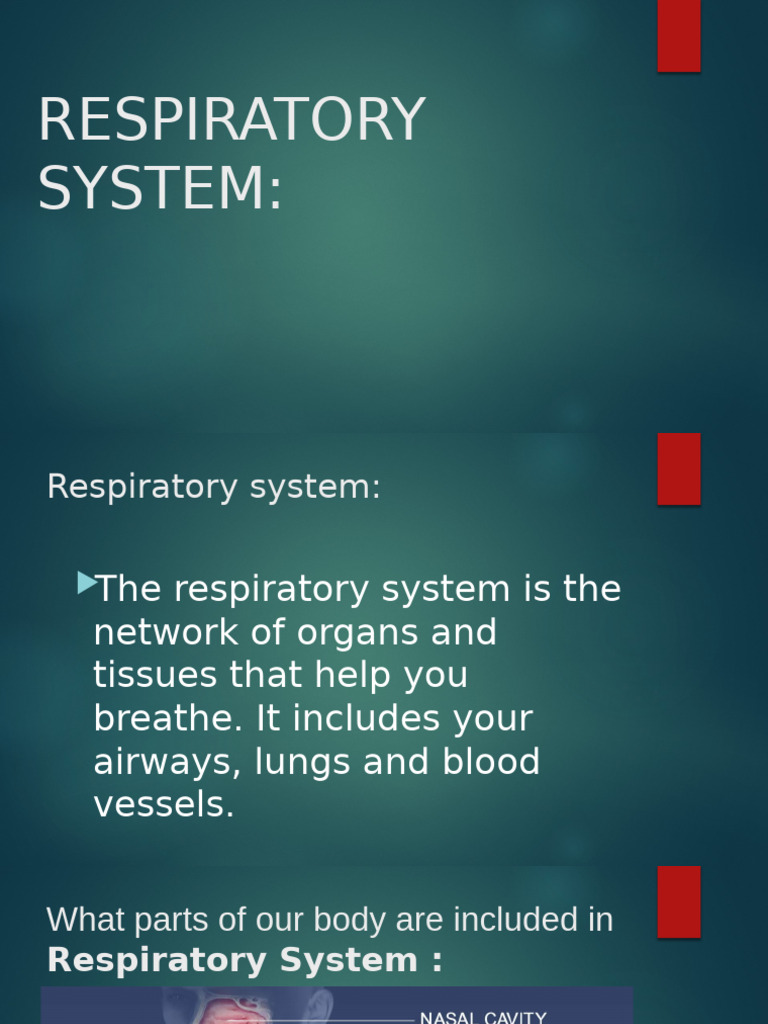Respiratory System Basics | PDF