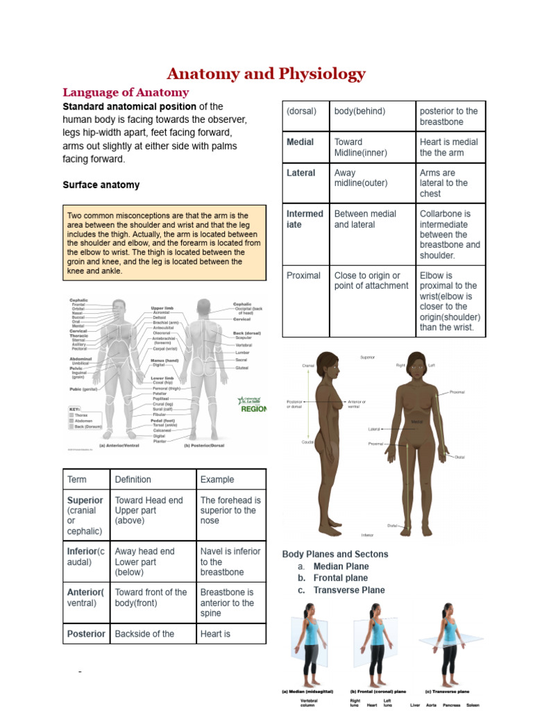 Language of Anatomy (4) | PDF | Mitosis | Anatomical Terms Of Location