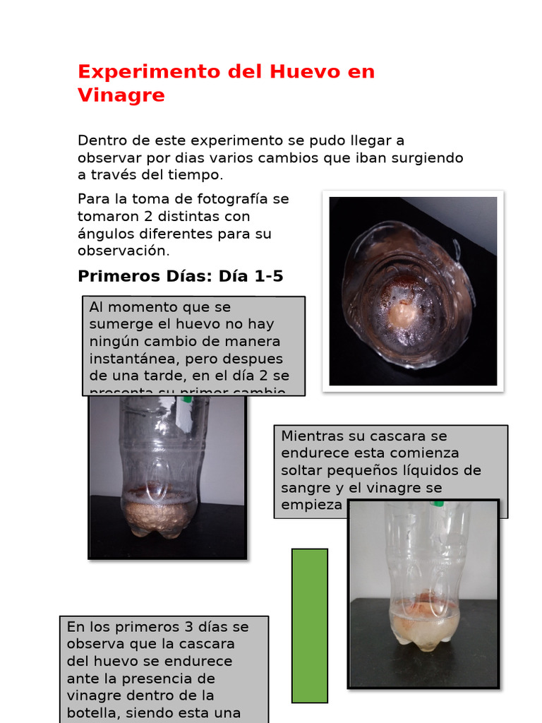Experimento Del Huevo | PDF