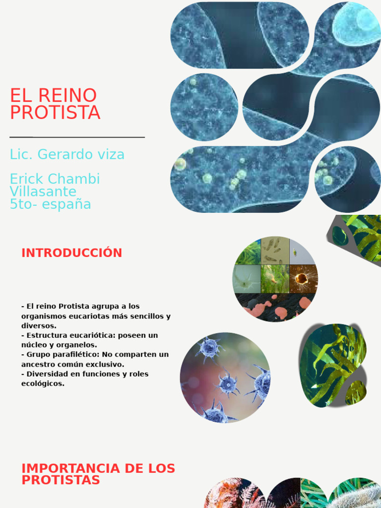 Reino protista | PDF | Algas | Biología