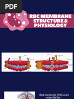 Red Blood Cell Diagram | PDF | Red Blood Cell | Blood