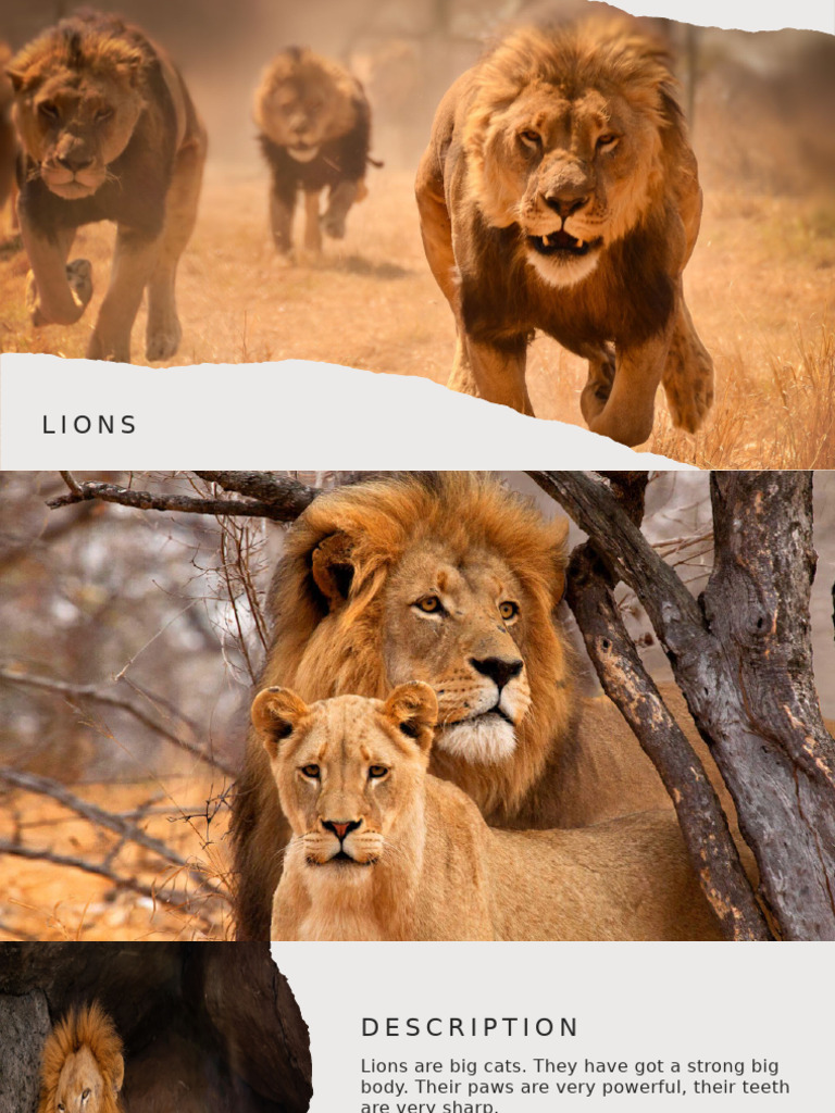 Facts About Lions: Habitat and Diet | PDF