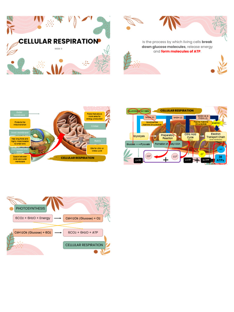 N Up PDF - Scicellularrespiration | PDF | Cellular Respiration ...