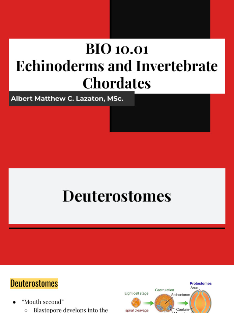 BIO 10.01 Echinoderms and Invertebrate Chordates | PDF