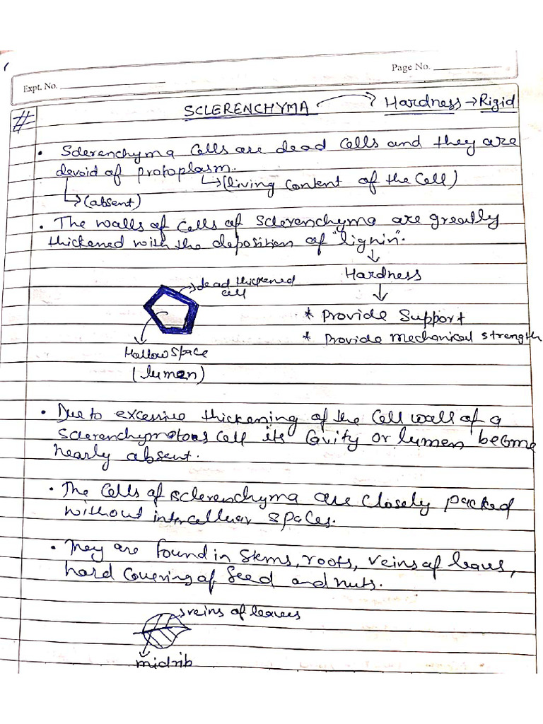 Tissue - Plant Tissue (Complex Permanent Tissue and Protective Tissue ...