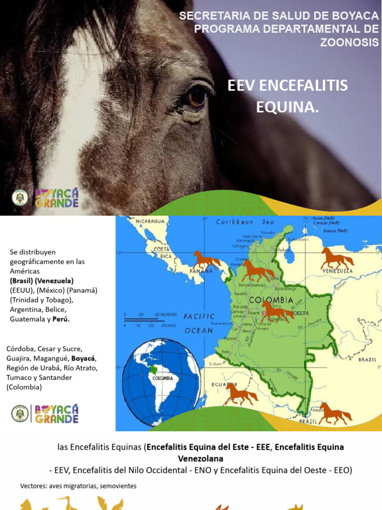 Encefalitis Equina Venezolana: Epidemiología y Control | PDF ...