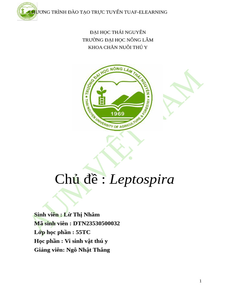 Leptospira Lu Thi Nham | PDF