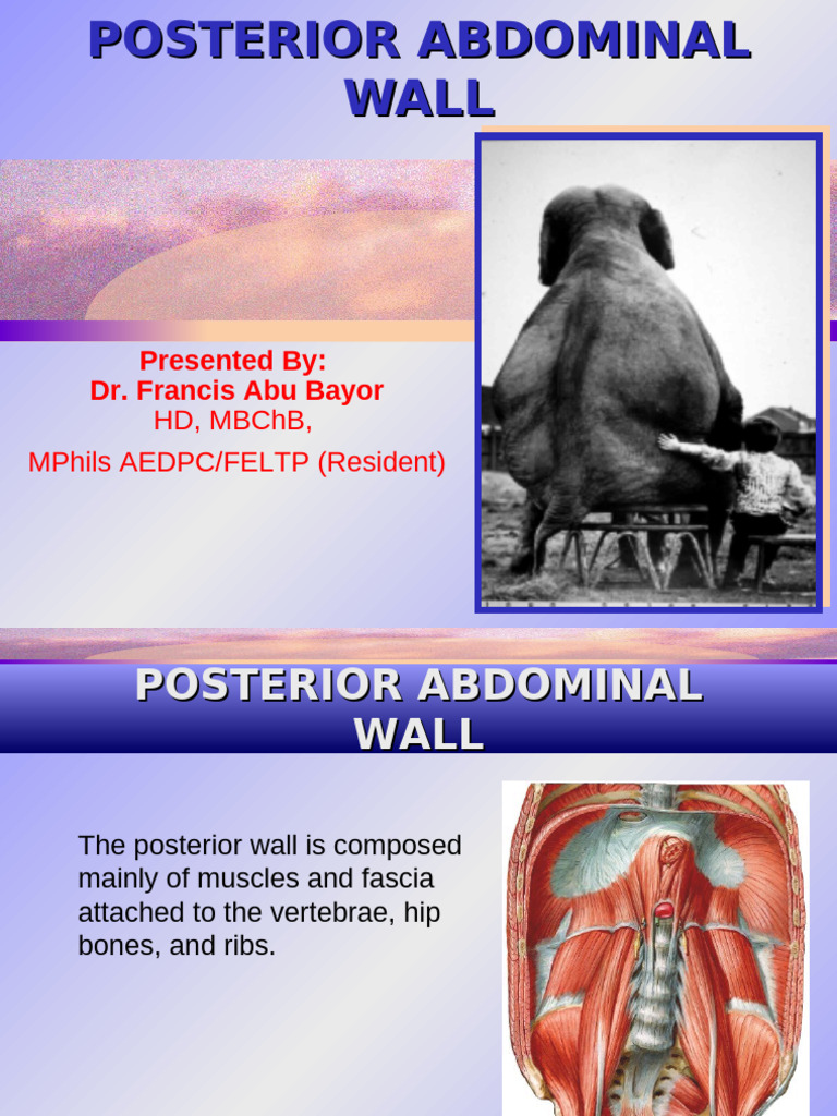 Abdominal Wall Muscles and Functions | PDF | Abdomen | Aorta