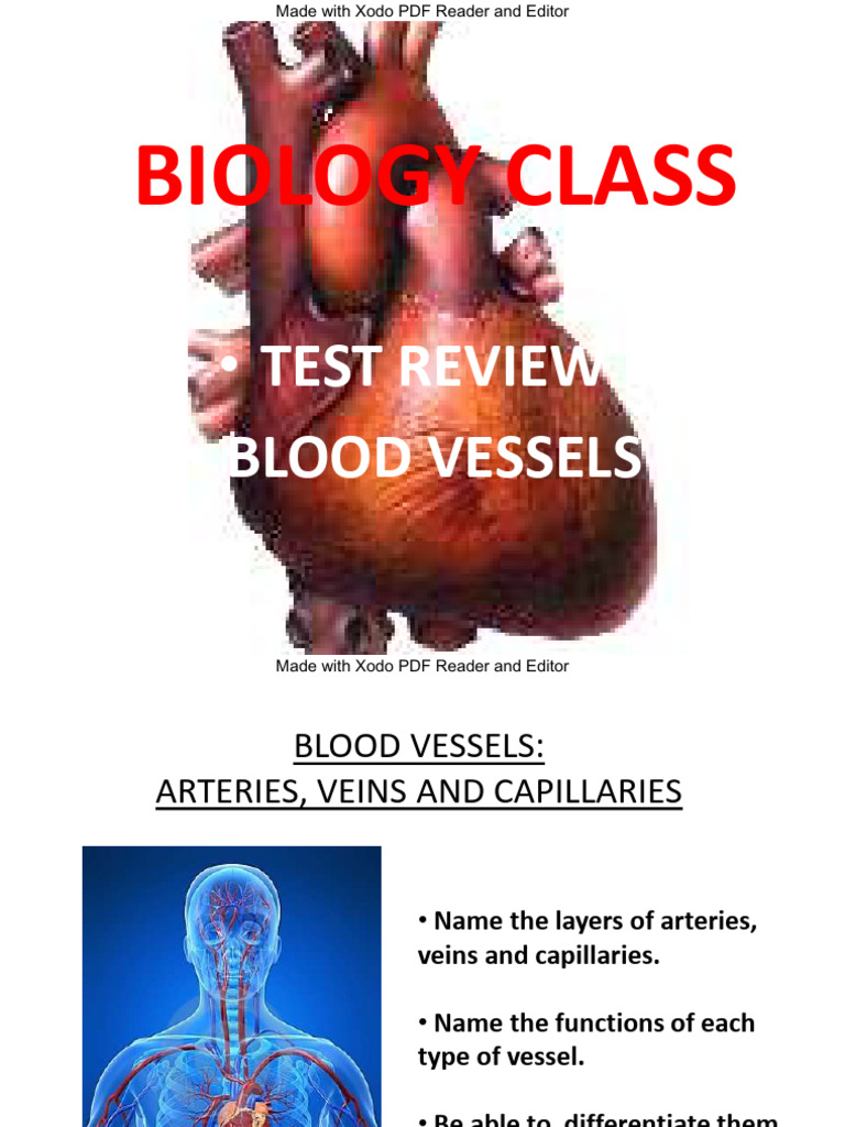Arteries, Veins and Capillaries | PDF