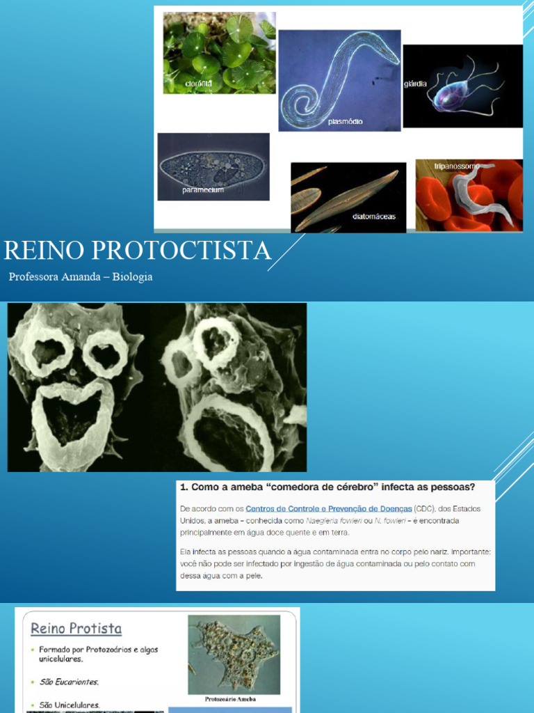 REINO PRotoctista | PDF | Protozoários | Algas