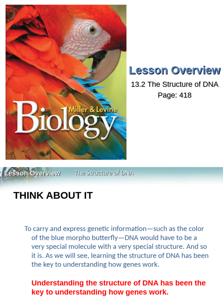 Understanding DNA Structure and Function | PDF | Dna | Base Pair