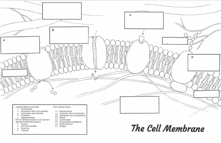 Cell Membrane Coloring & Labeling | PDF