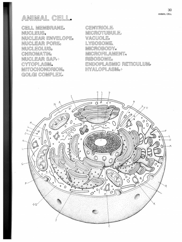 Animal Cell Coloring | PDF