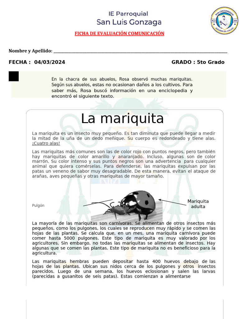 Prueba Diágnóstica Comunicación 5to Grado | PDF | Coccinellidae | Dom