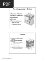 STAR Skin Tear Tool 04022010 | Skin | Wound